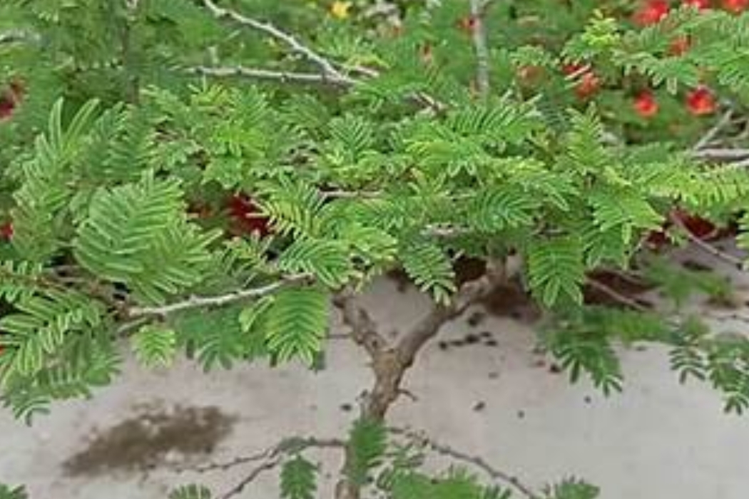 Shami Tree: Benefits and Astrological Importance of Shami Tree During ...